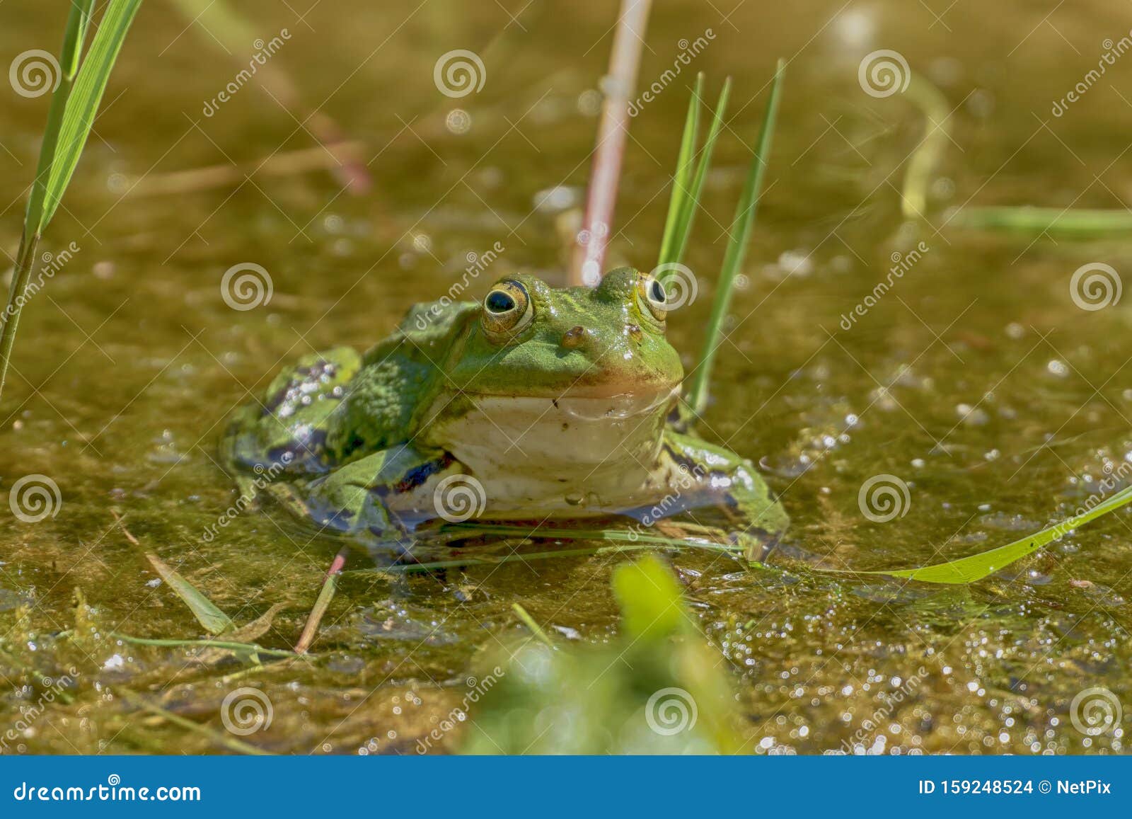 Frog Posing for the Camera and Smiling Stock Photo - Image of amphibian ...