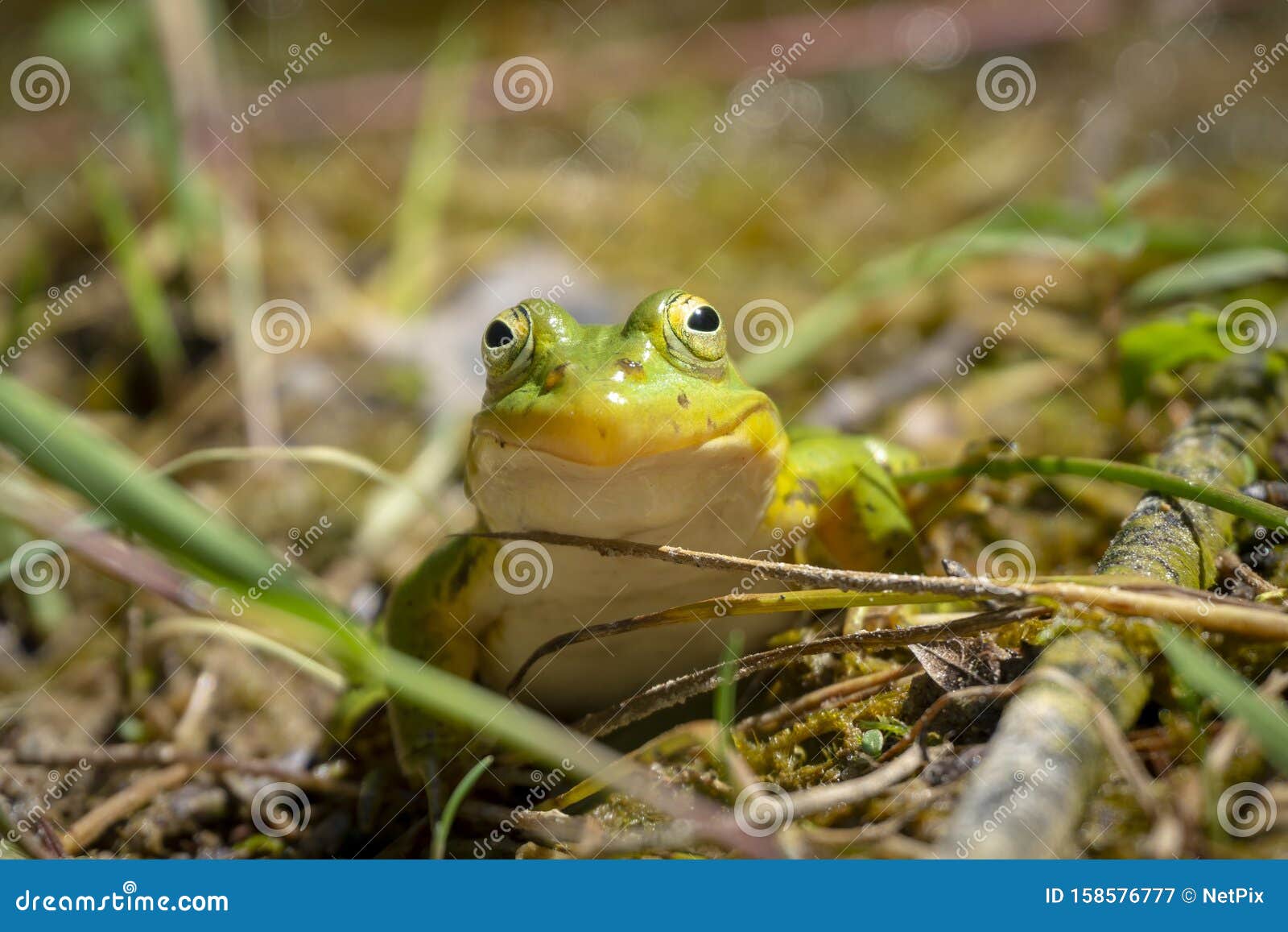 Frog Posing for the Camera and Smiling Stock Image - Image of colorful ...