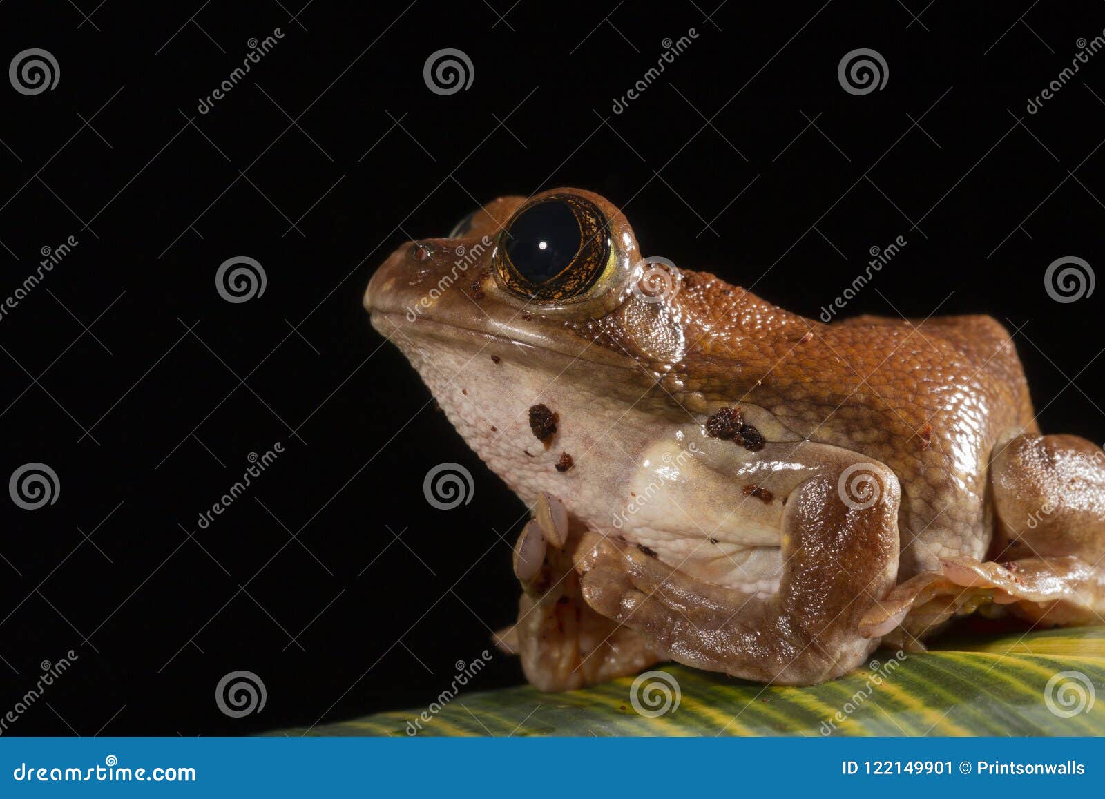 Frog Posing in Pray Position. Stock Image - Image of frog, praying ...