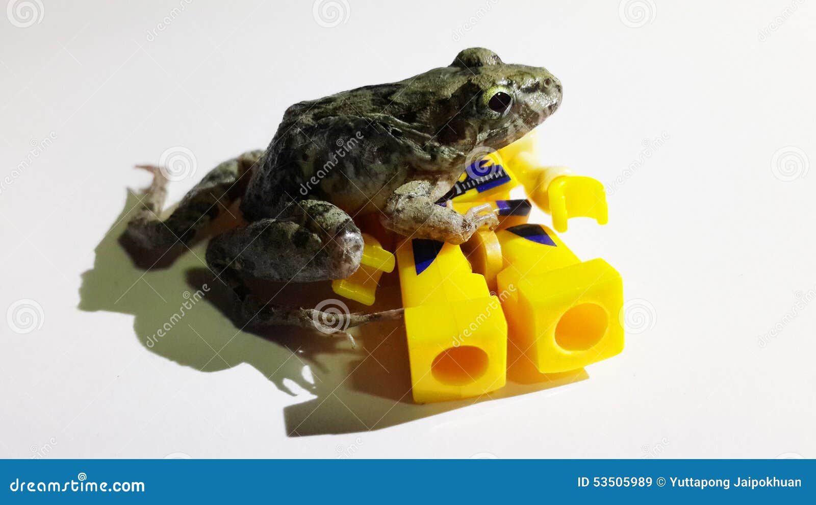 Frog is power stock image. Image of forest, nature, amphibian - 53505989