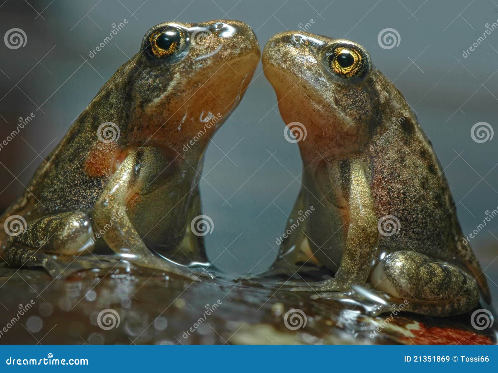 Frogs Kissing And Holding Hands Stock Image | CartoonDealer.com #175593301