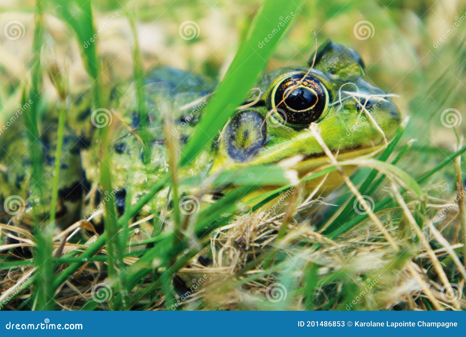 Frog On Grass Stock Photo | CartoonDealer.com #33220740