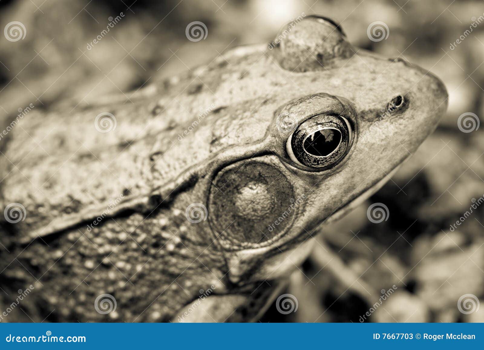 Frog profile stock image. Image of beauty, creature, texture - 7667703