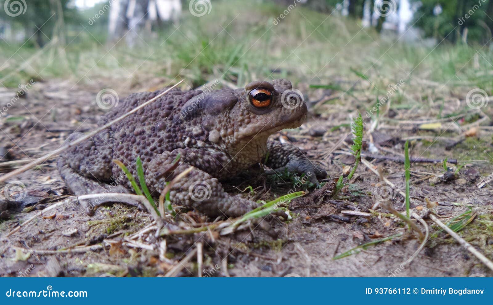 Frog in profile stock photo. Image of frog, land, forest - 93766112