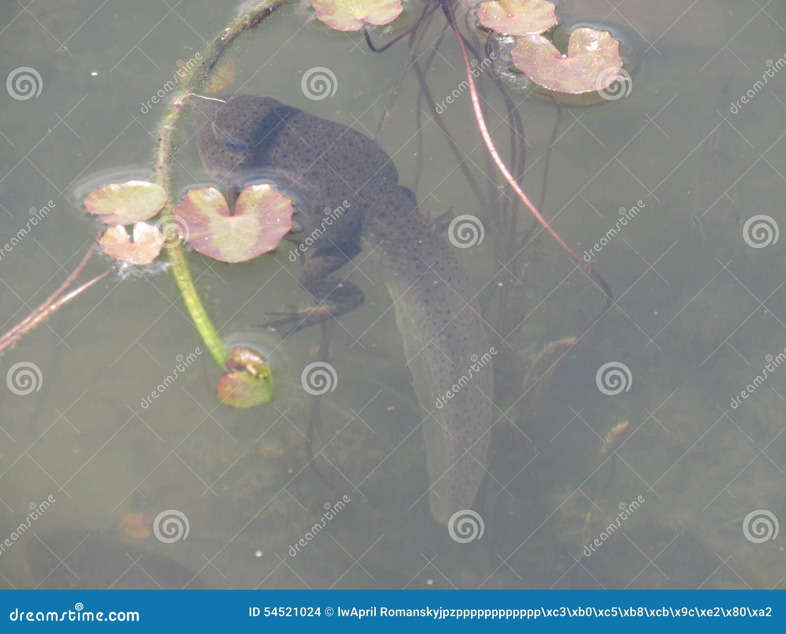 Frog in progress stock photo. Image of progress, water - 54521024