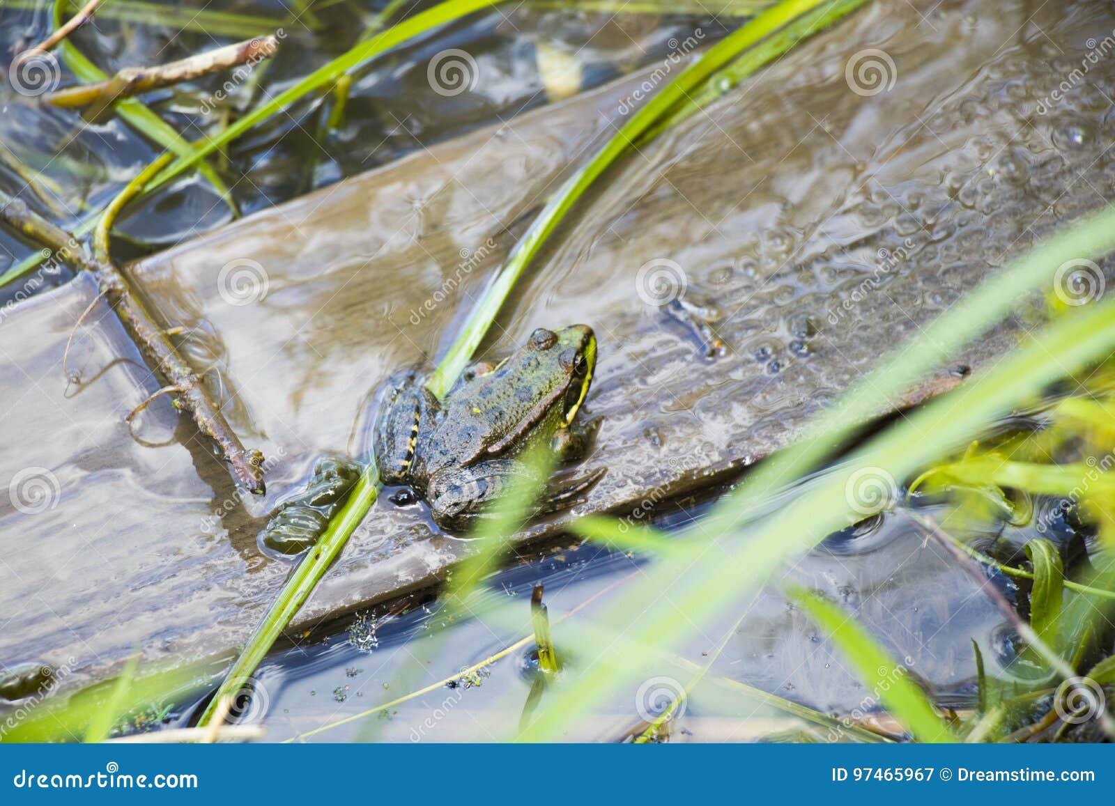 Frog in the puddle stock image. Image of environment - 97465967
