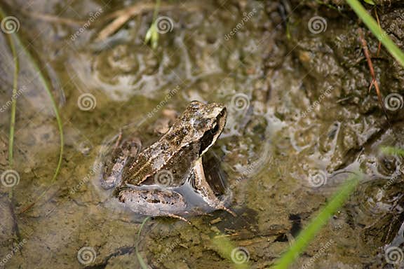 Frog in puddle stock image. Image of fauna, pelophylax - 33544067