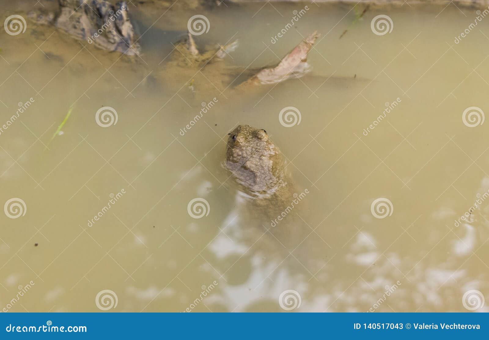 Frog in the Puddle in Nature Stock Image - Image of alone, outdoor ...