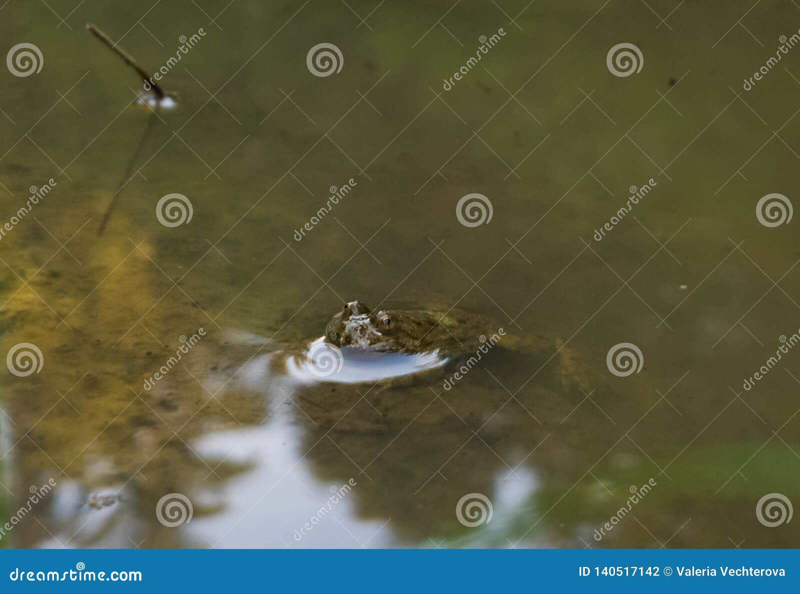 Frog in the Puddle in Nature Stock Photo - Image of dicroglossidae ...