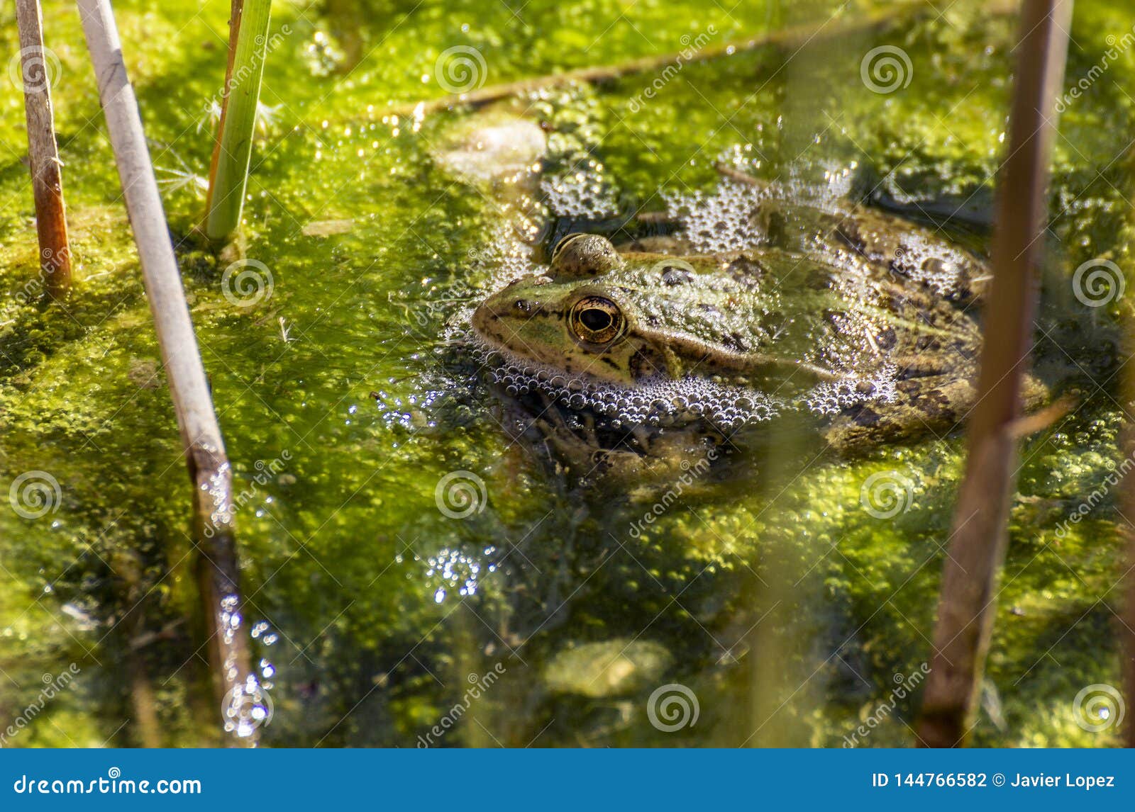 A Frog Quietly in a Green Pond Stock Photo - Image of vegetation ...
