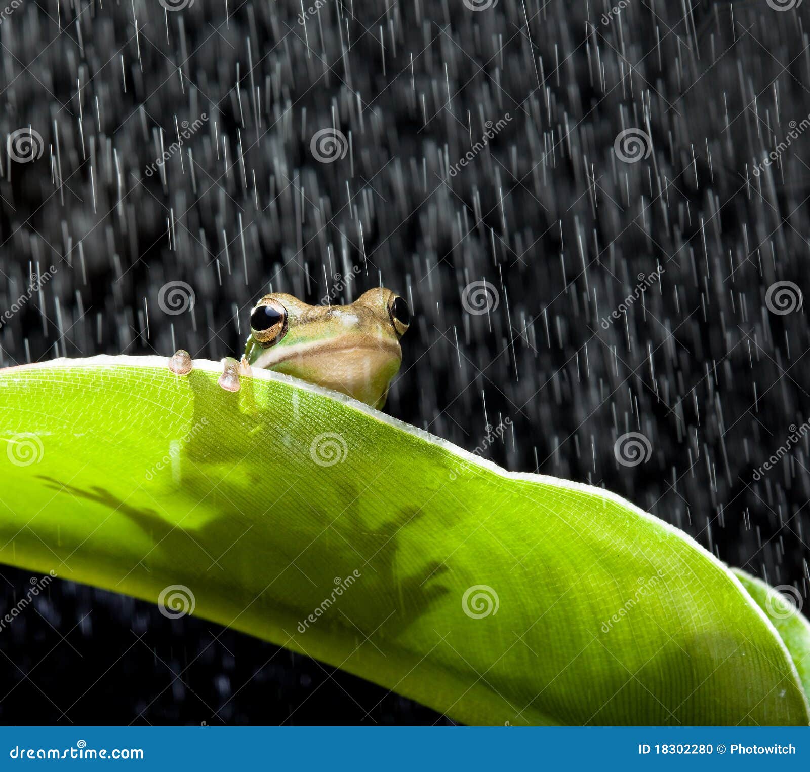 Frog in the rain stock photo. Image of leaf, endangered - 18302280