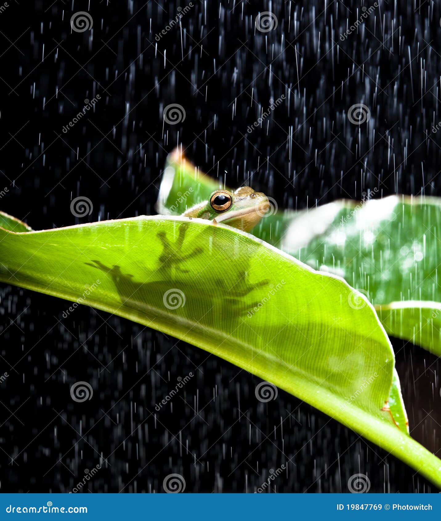 Frog in the rain stock image. Image of copyspace, space - 19847769