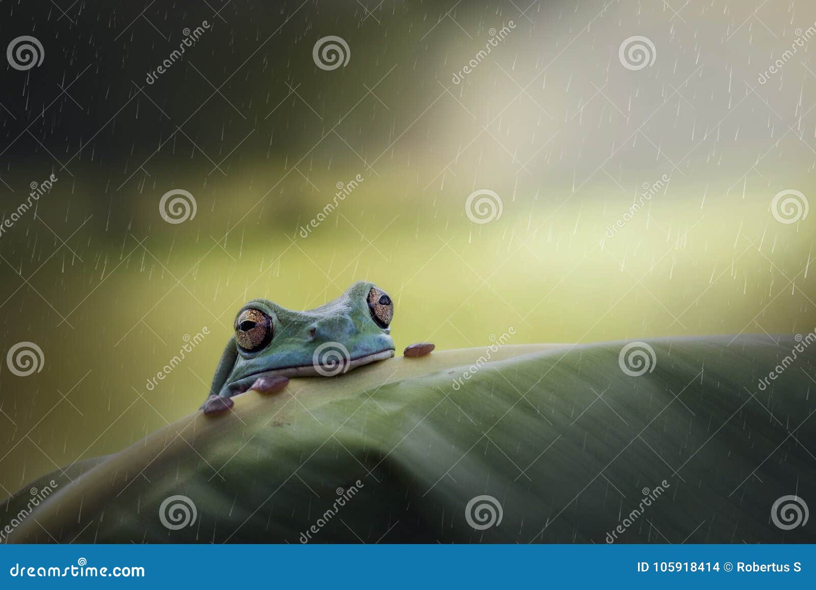 Frog and the rain stock photo. Image of reptileanimal - 105918414
