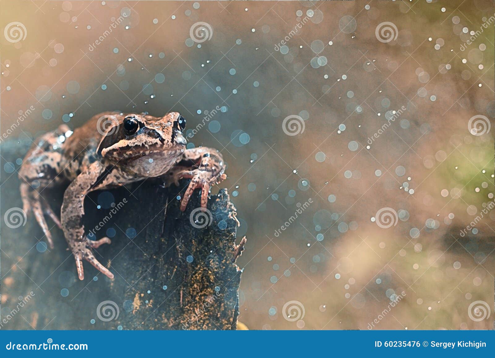 Frog in rain forest stock photo. Image of eyed, green - 60235476