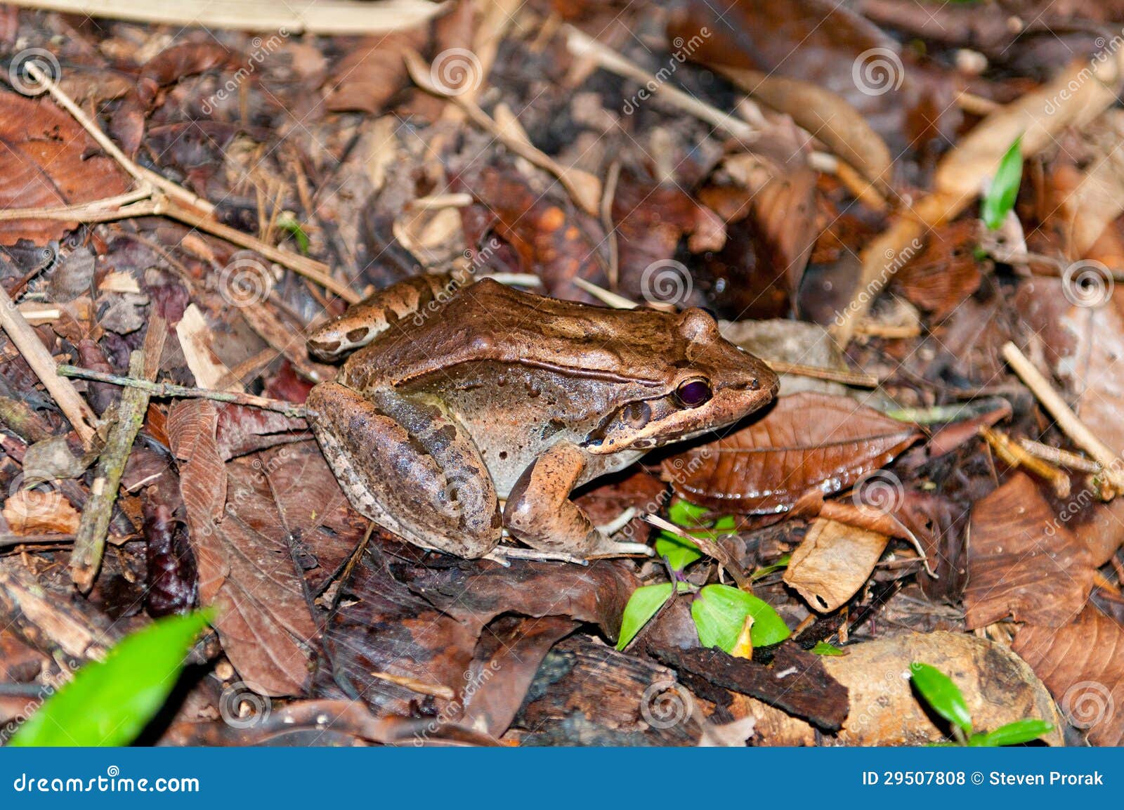 Frog in the Rain Forest Floor Stock Photo - Image of habitat, ranin ...