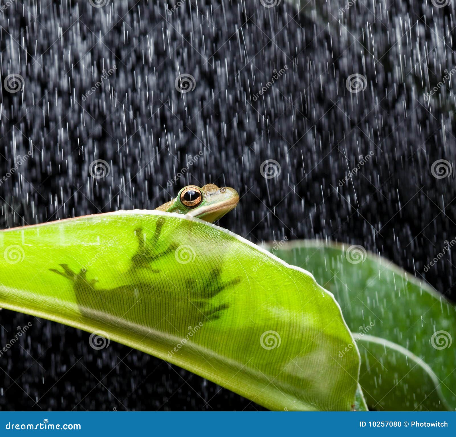 Frog on a rainy day stock photo. Image of frog, south - 10257080