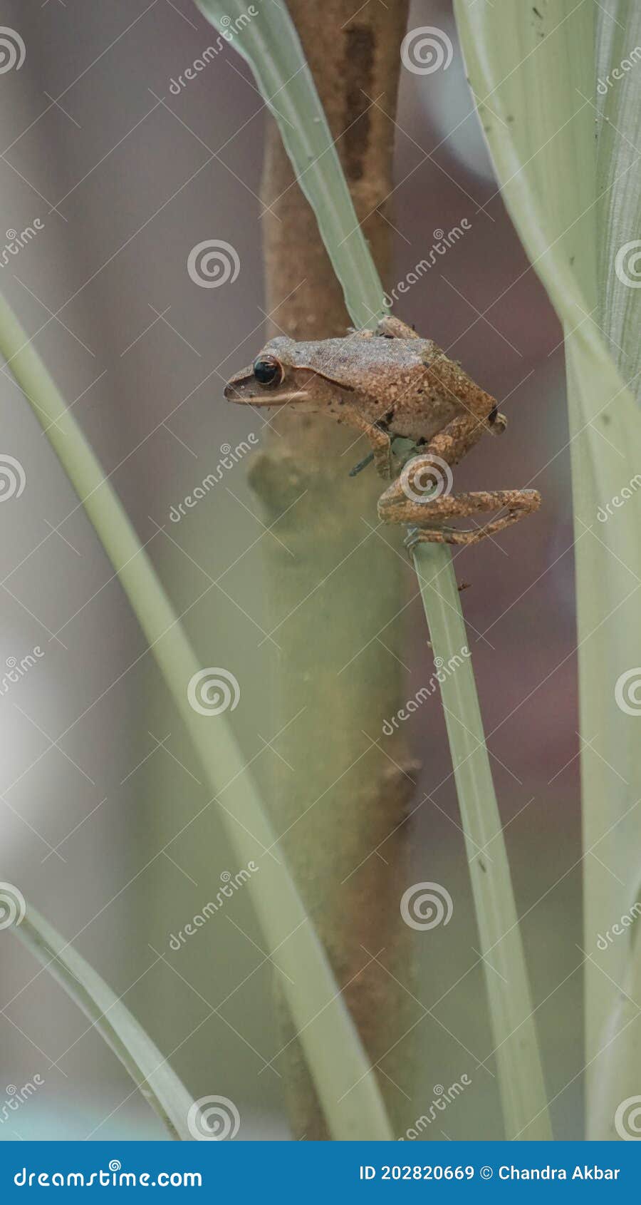 The frog ready to catch stock image. Image of bird, lizard - 202820669