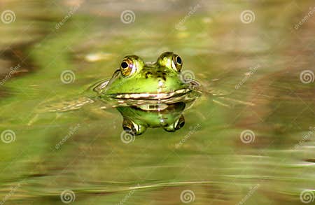 Frog Reflection stock image. Image of reflection, pond - 4800501
