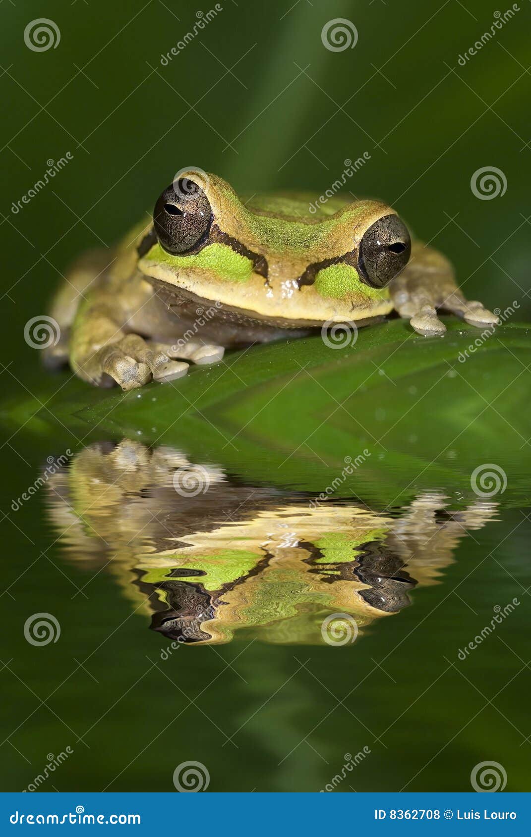 Frog reflection stock photo. Image of frog, frightened - 8362708
