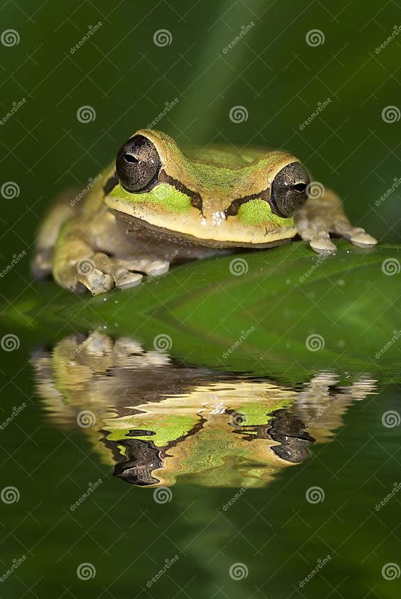 Frog reflection stock photo. Image of frog, frightened - 8362708