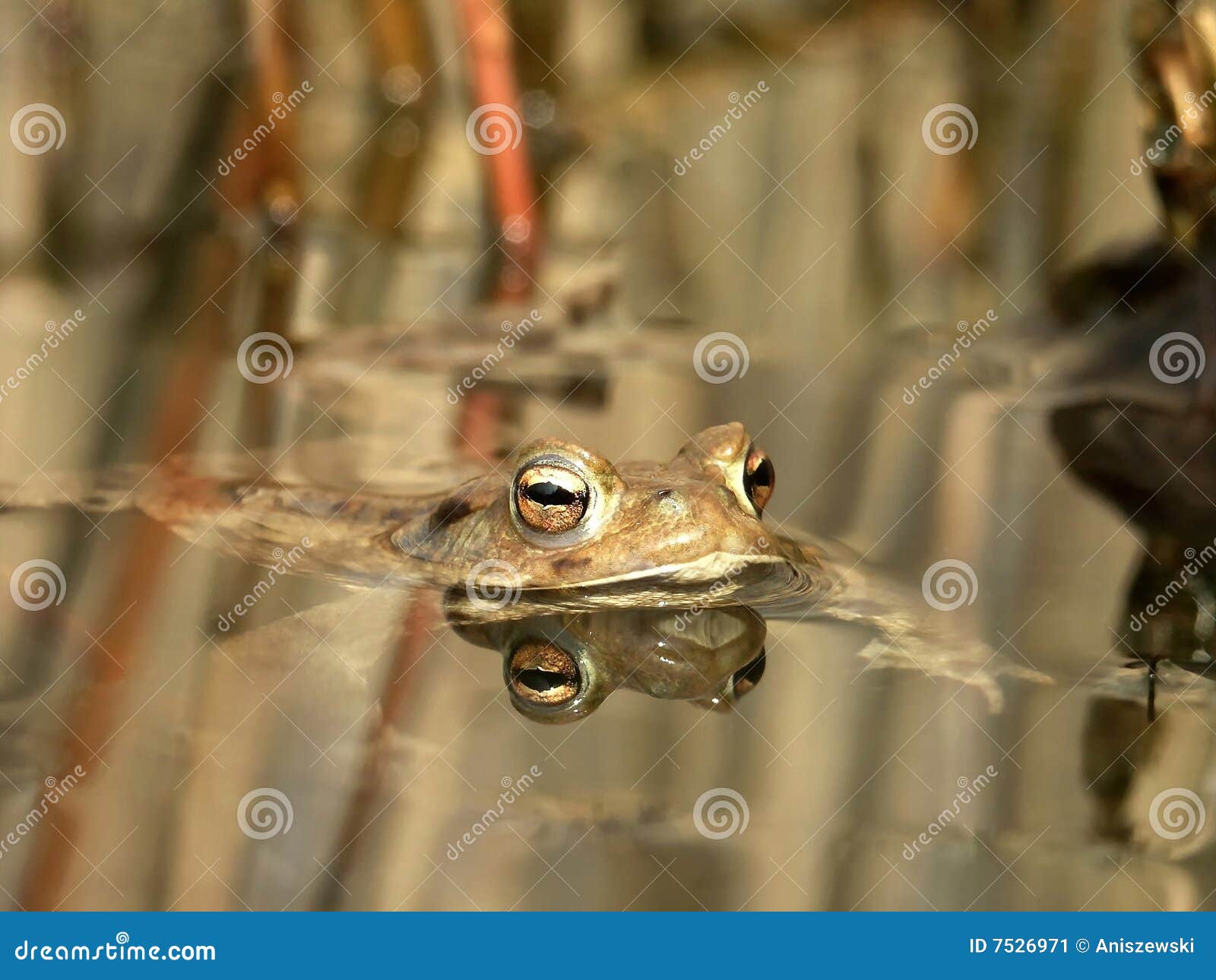 Frog with Reflection in a Water Stock Image - Image of amphibian ...