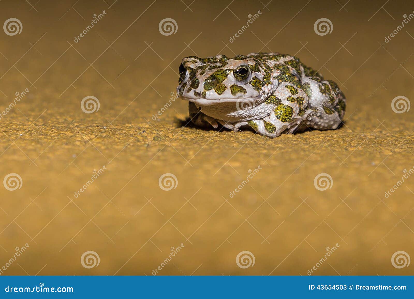 Frog Relaxed stock image. Image of rana, relaxed, look - 43654503