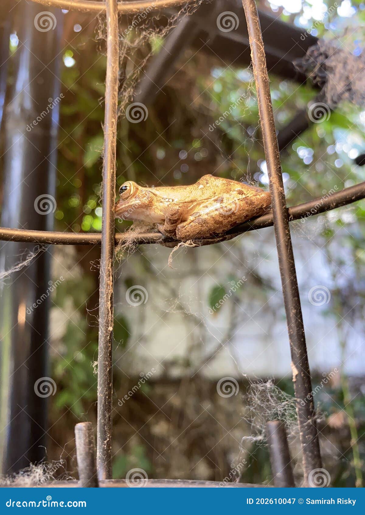 Frog stock image. Image of relaxing, focus, frog, relax - 202610047