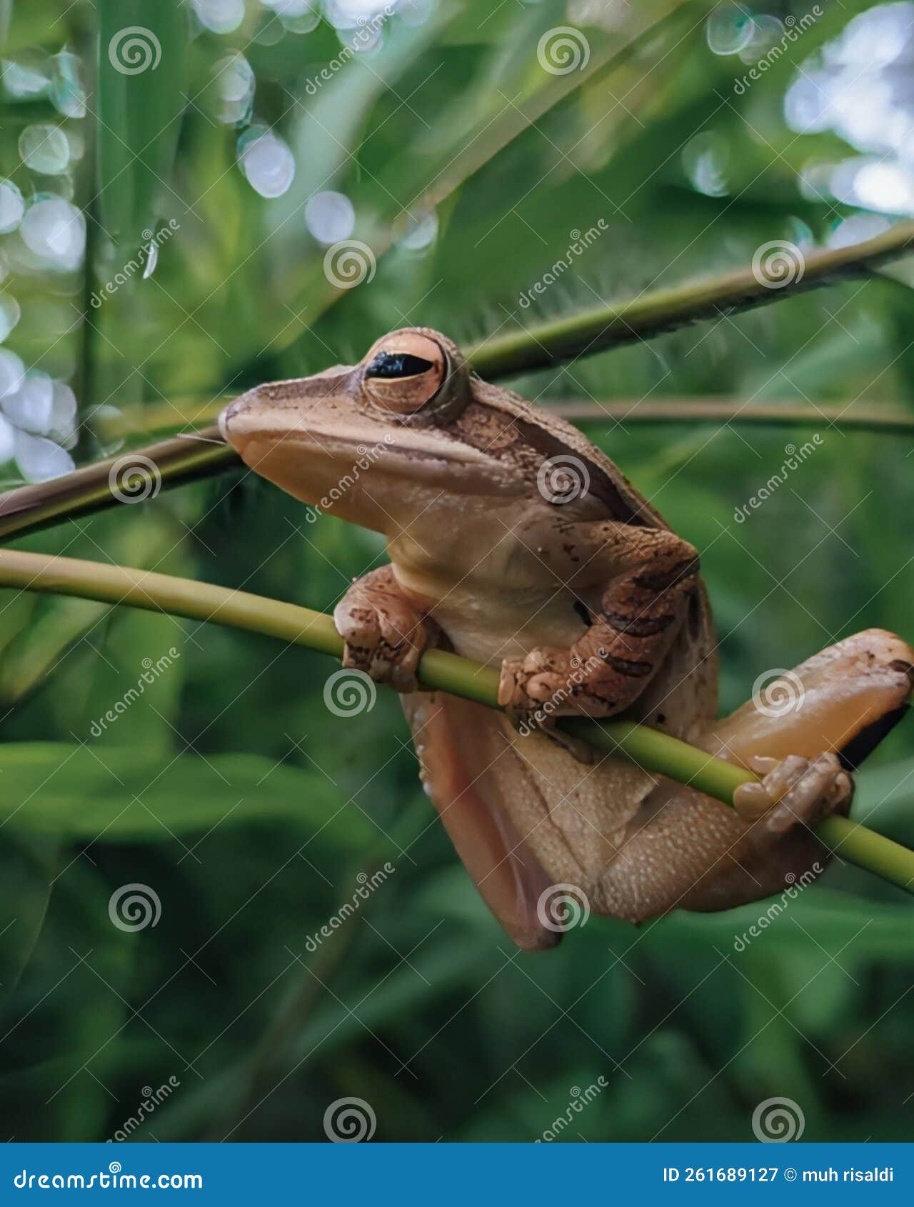 A frog relaxing stock image. Image of reptile, green - 261689127