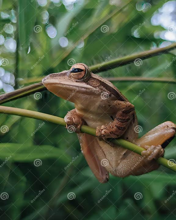 A frog relaxing stock image. Image of reptile, green - 261689127