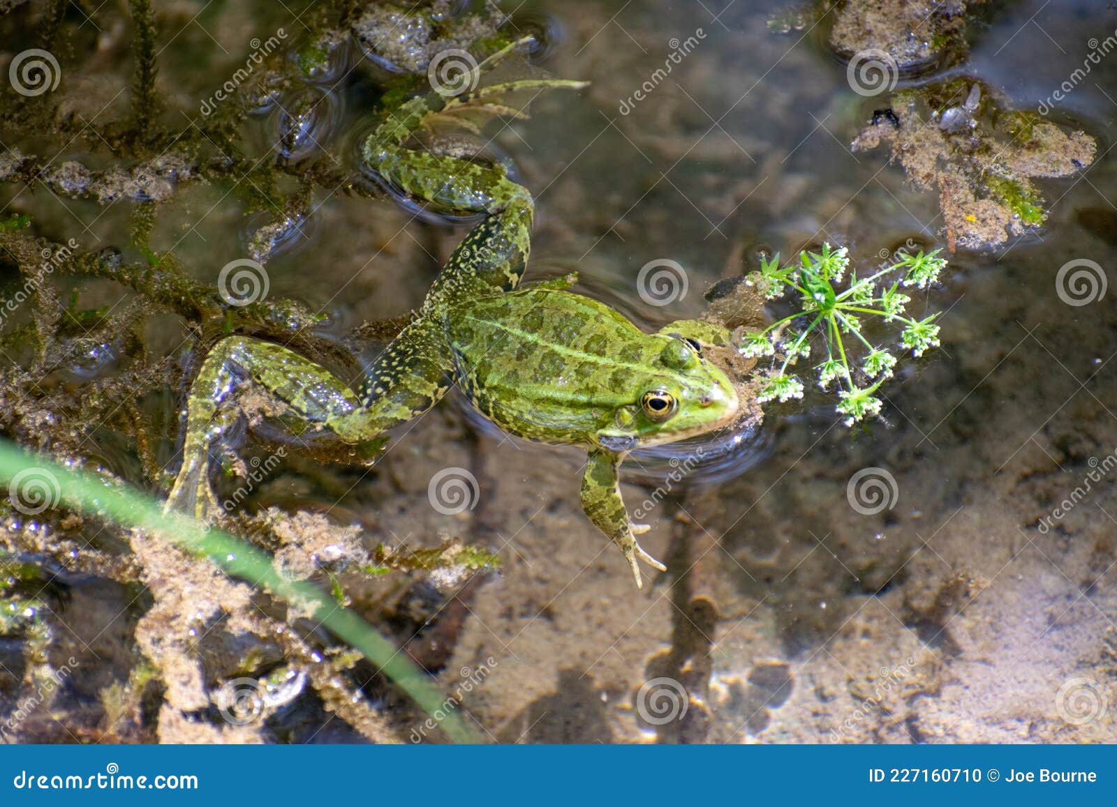 Frog Relaxing in His Pond stock photo. Image of relaxing - 227160710