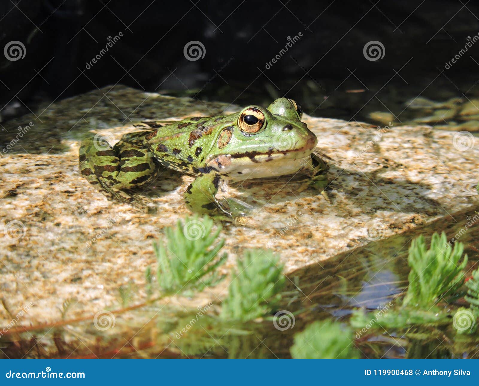 Frog stock photo. Image of whit, water, nature, style - 119900468