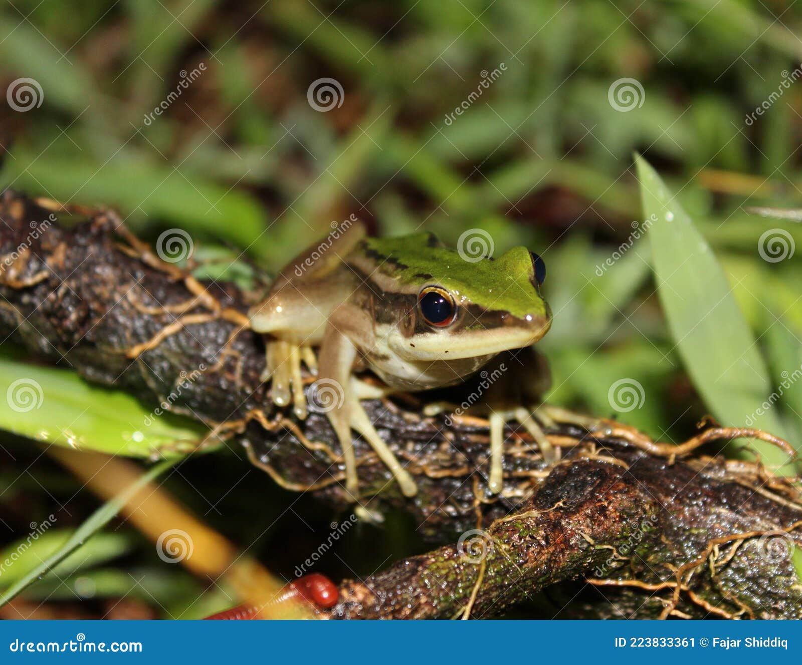 Frog with Latin Name Hylarana Erythraea Stock Image - Image of ...