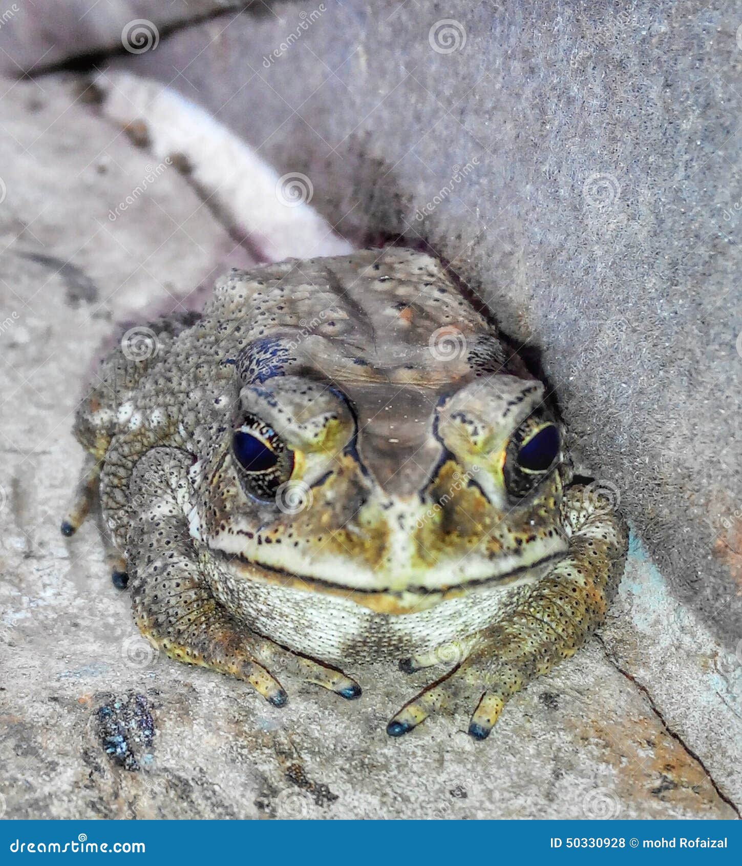 Frog stock photo. Image of frog, rest, peace, froggie - 50330928