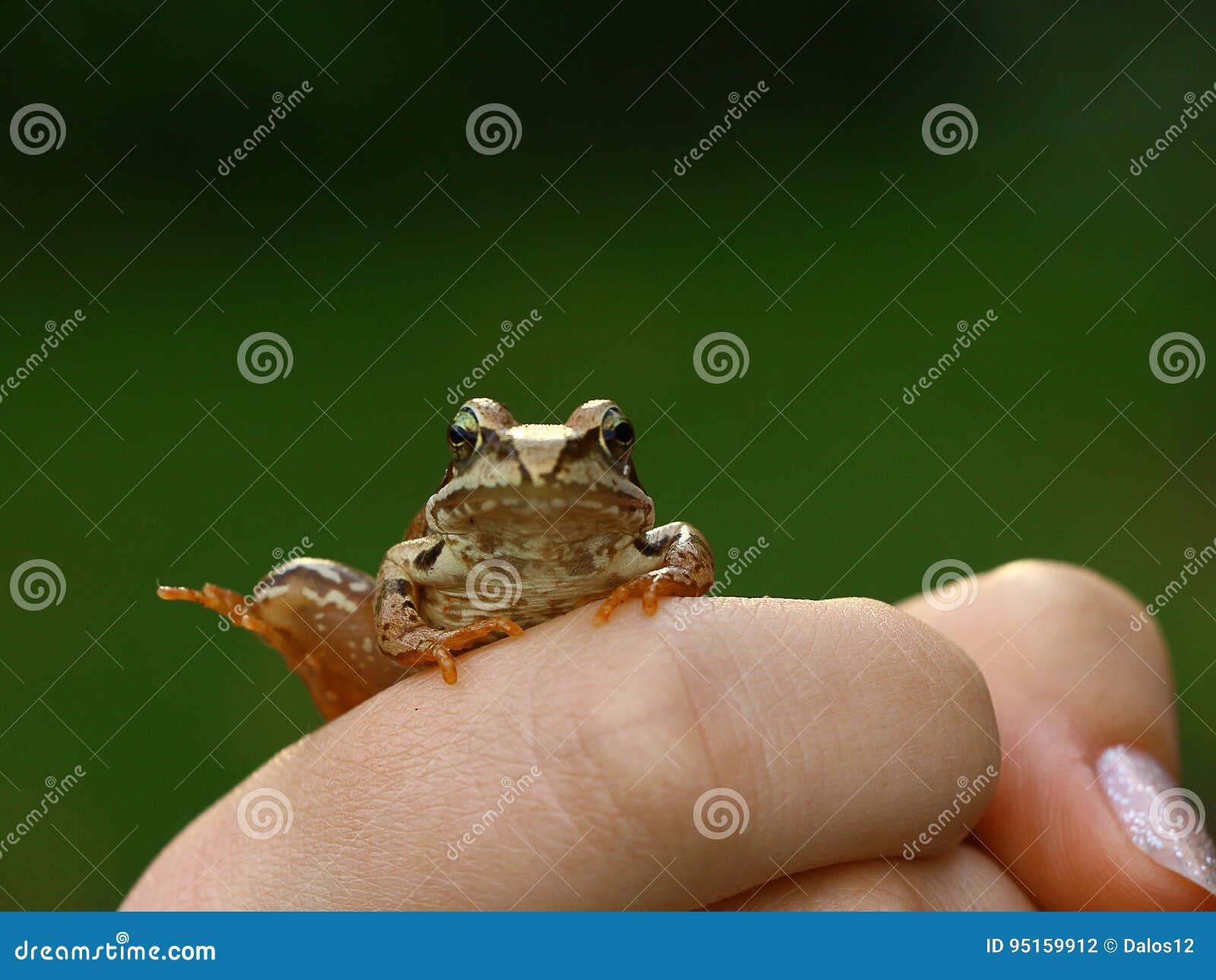Frog stock photo. Image of finger, froggie, fingers, little - 95159912