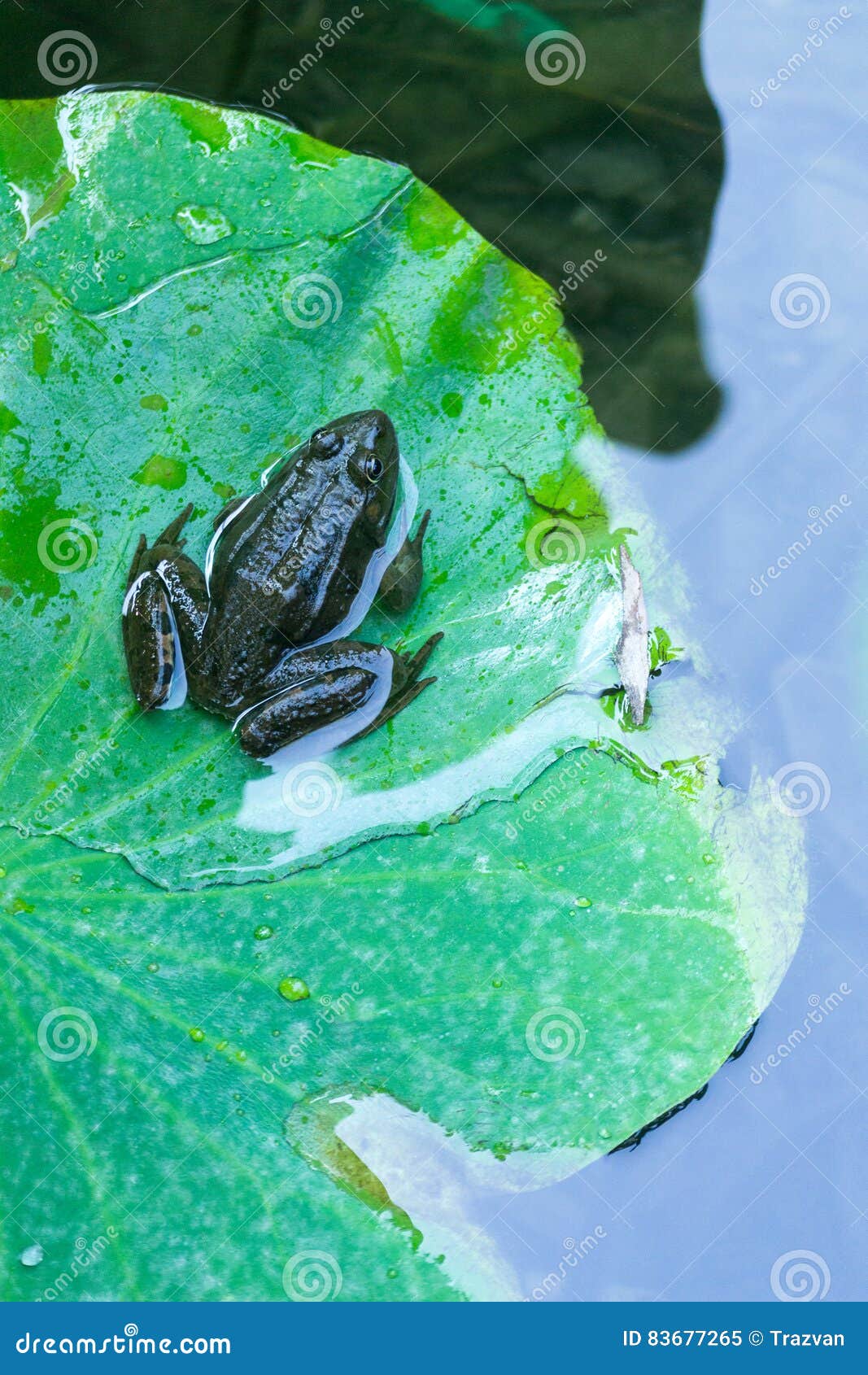 Frog Resting on a Lotus Leaf Stock Image - Image of leap, animals: 83677265
