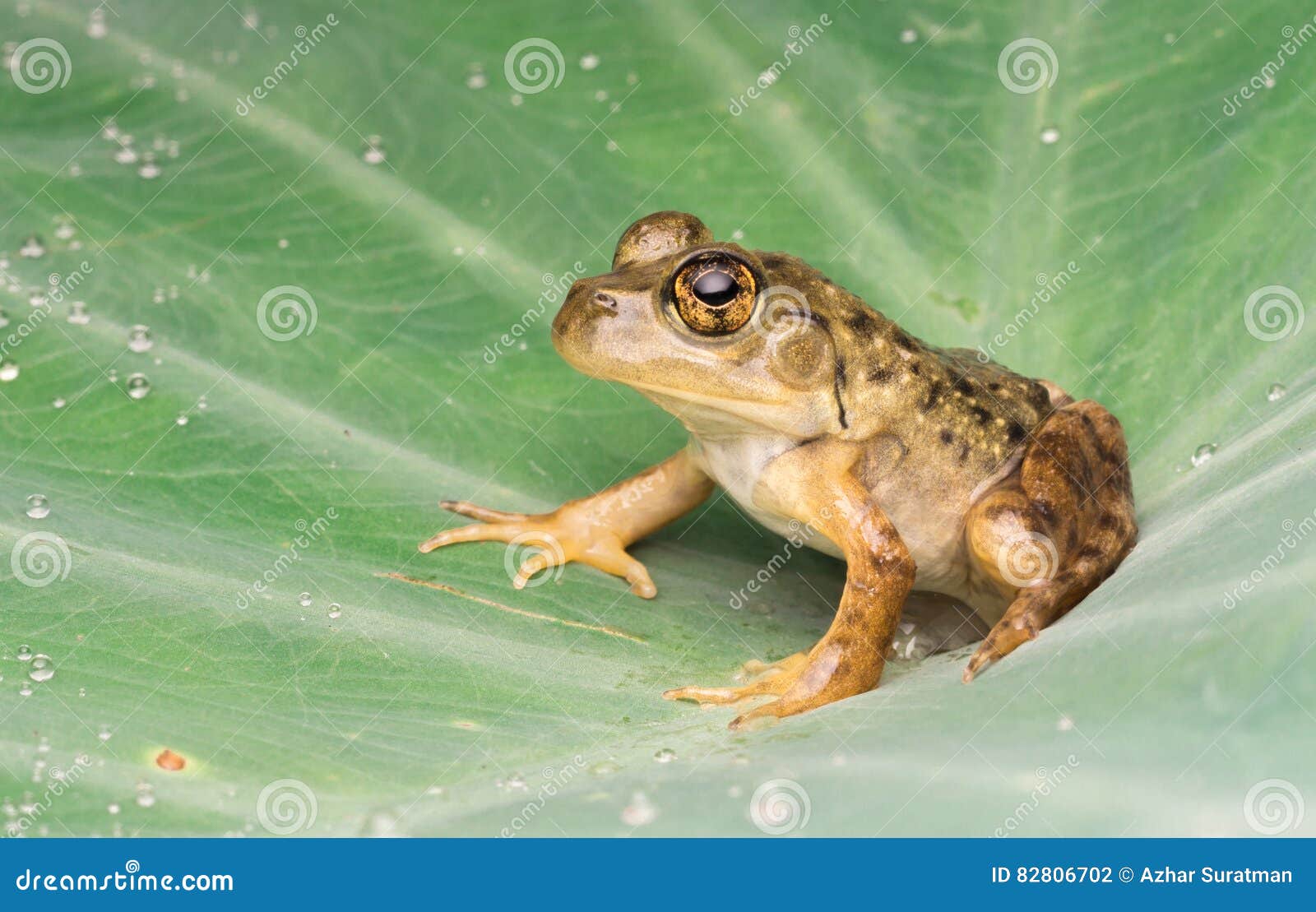 Frog resting stock photo. Image of rain, closeup, leaf - 82806702