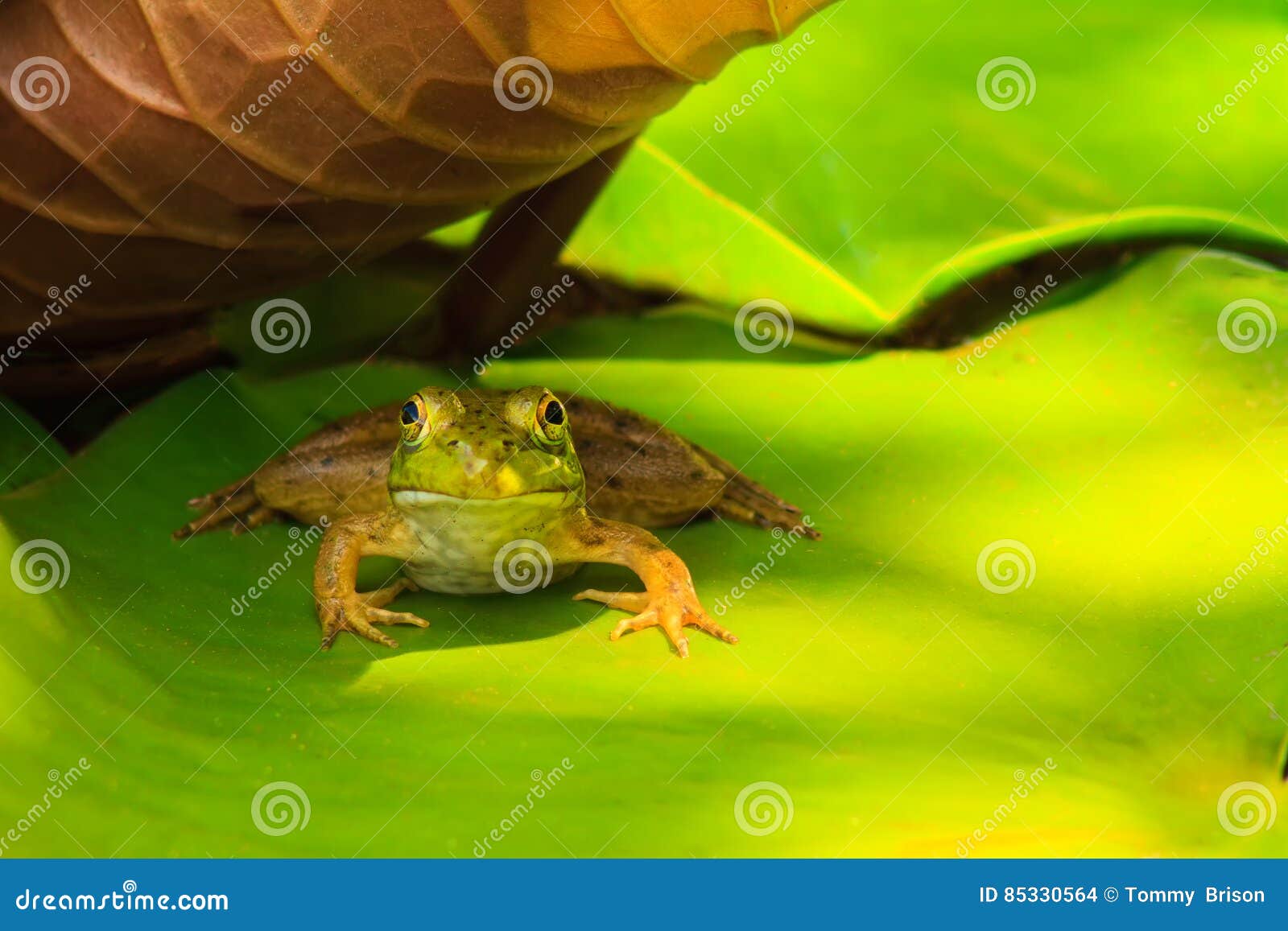 Frog Resting in the Shade stock photo. Image of frog - 85330564