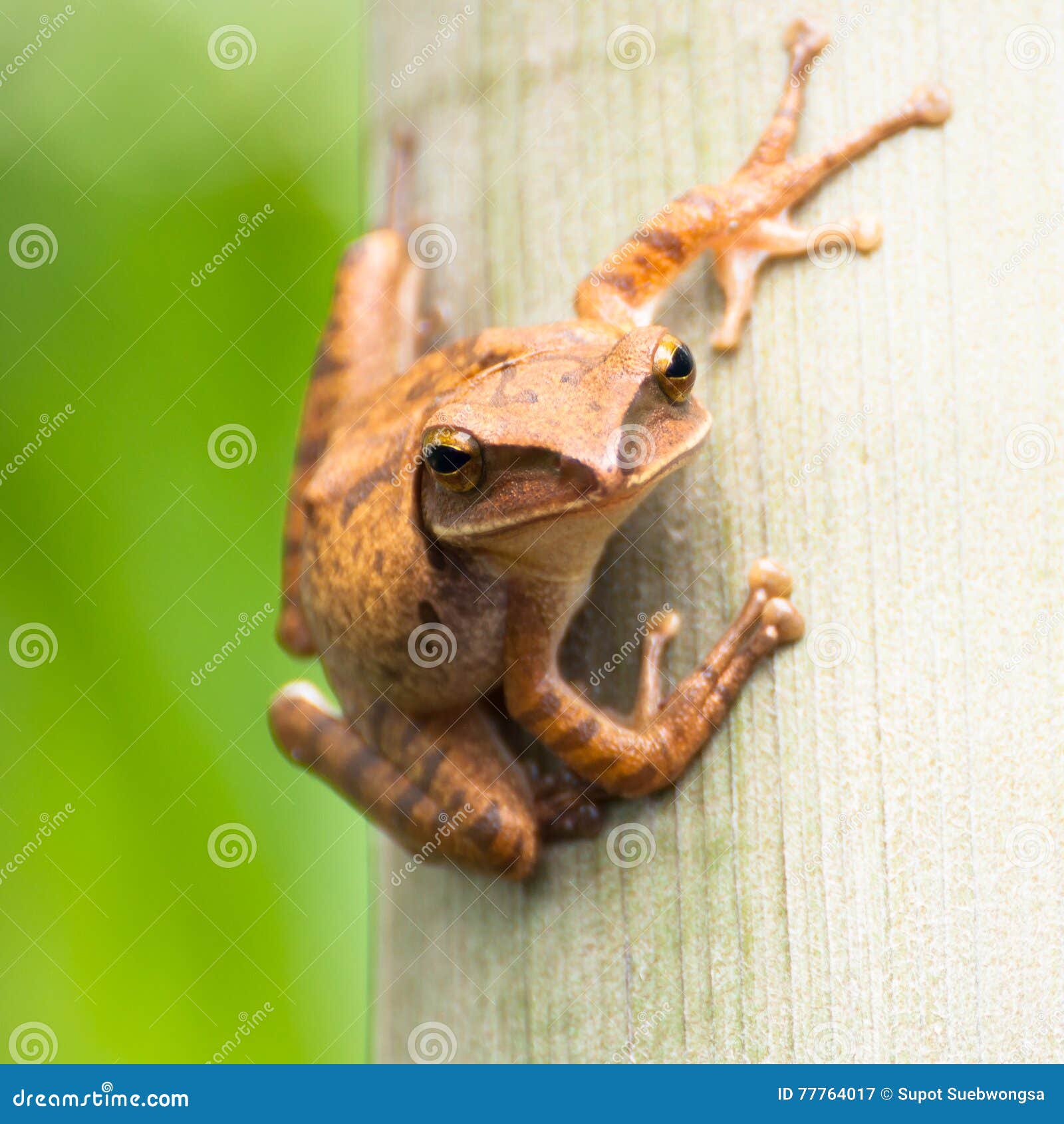 Frog resting at tree stock image. Image of agriculture - 77764017