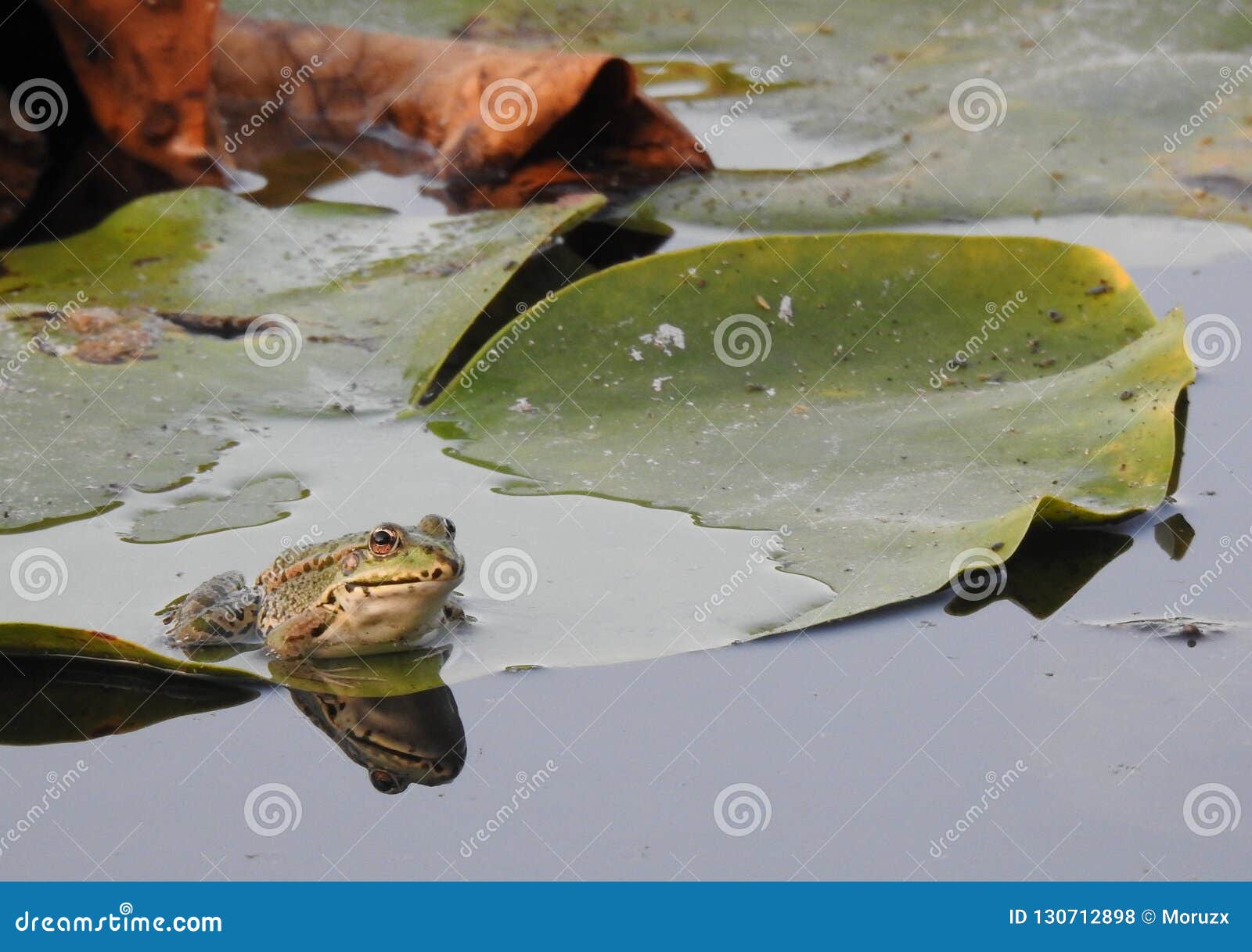 Frog Resting on Waterlilies - Broscuta Pe Nuferi Stock Photo - Image of ...
