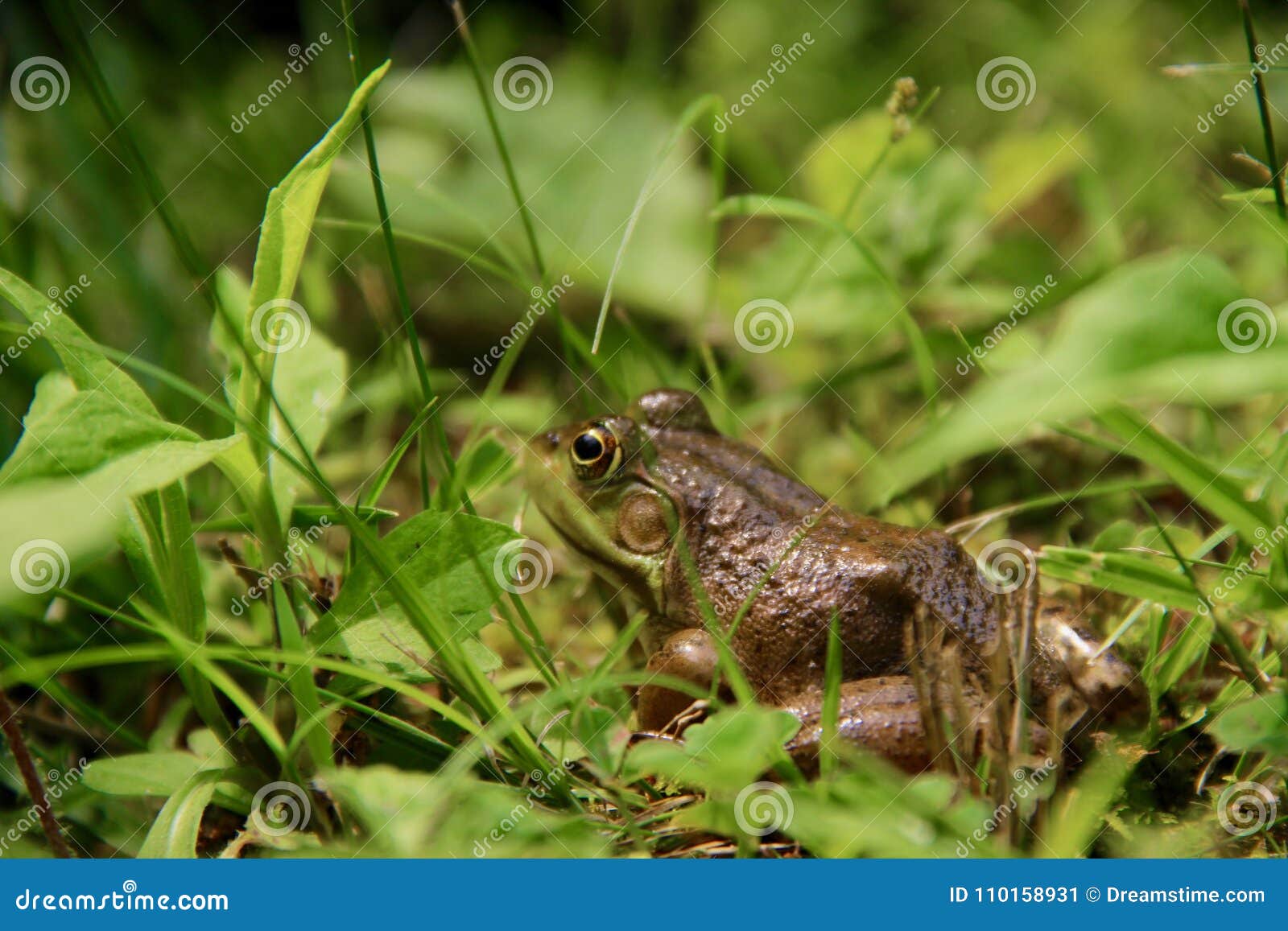 Frog in the green grass stock image. Image of animal - 110158931
