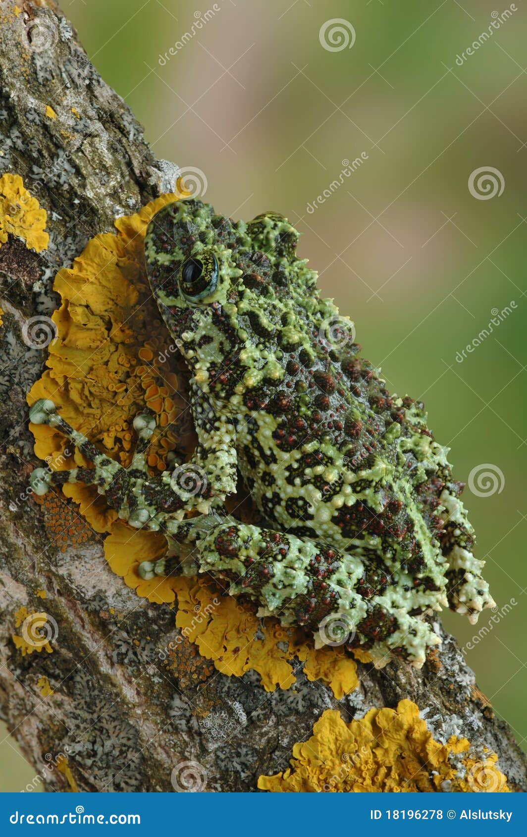 Frog Theloderma corticale stock photo. Image of isolated - 18196278