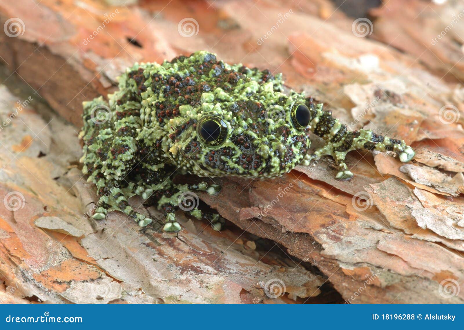 Frog Theloderma corticale stock photo. Image of ecosystem - 18196288