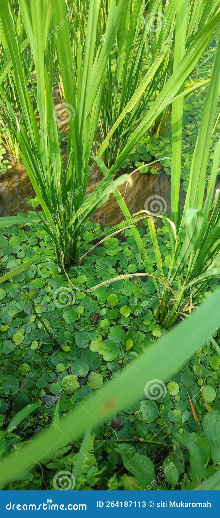 FROG in the RICE FIELD stock image. Image of garden - 264187113