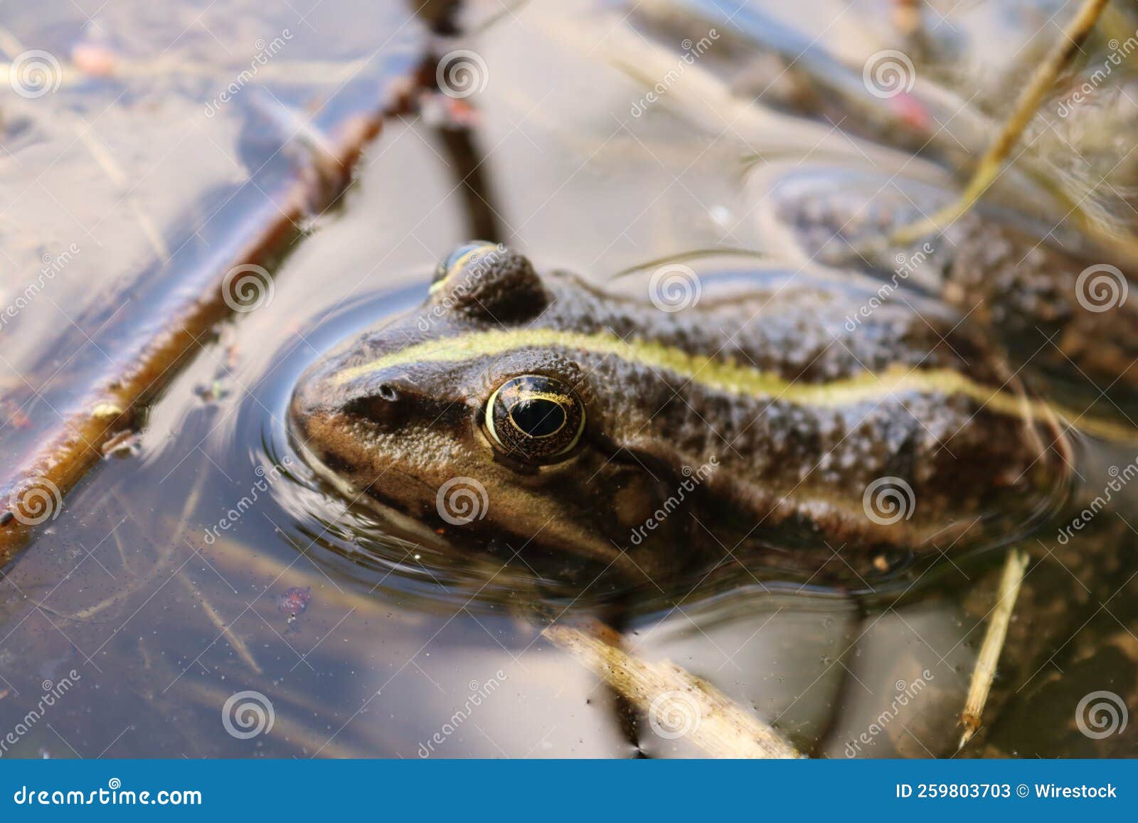 Frog on a River Bank Stuck Its Head Out of the Water Stock Image ...