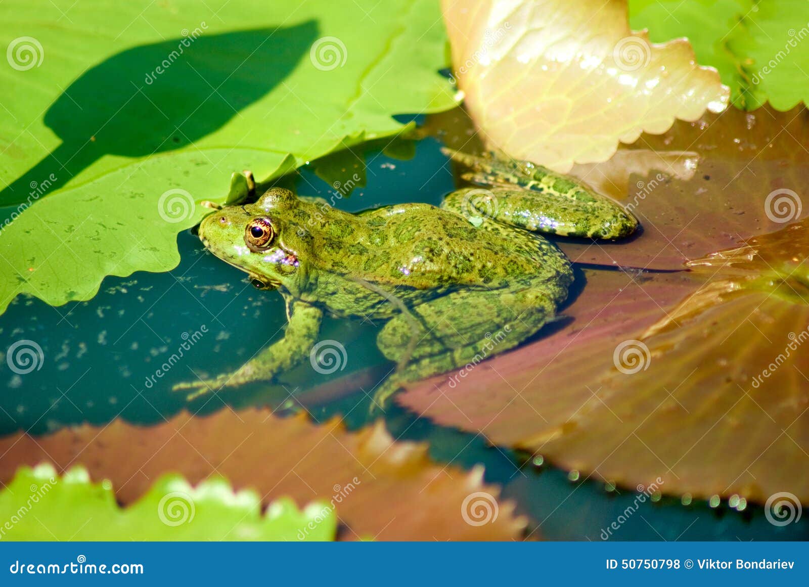 Frog in the river closeup stock photo. Image of reptiles - 50750798