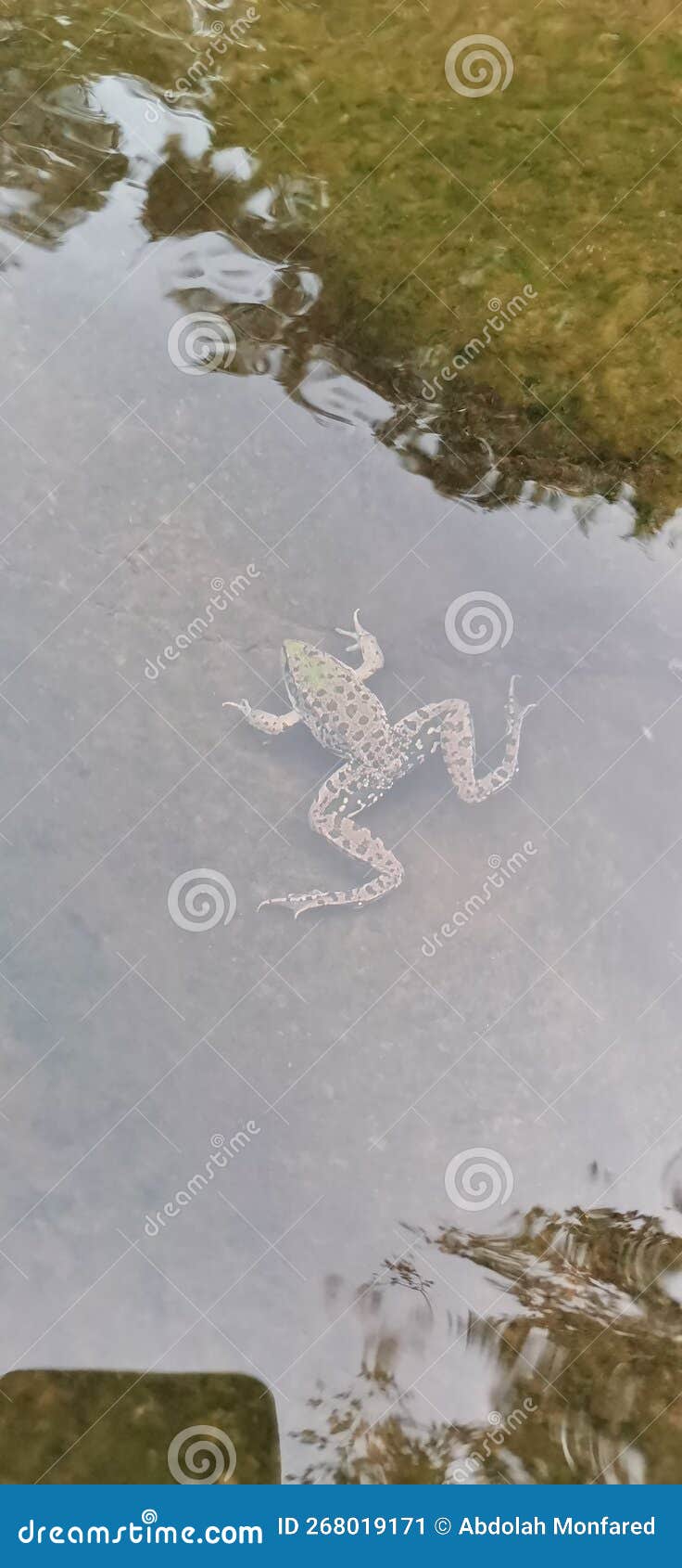 Frog & River stock image. Image of bird, leaf, river - 268019171
