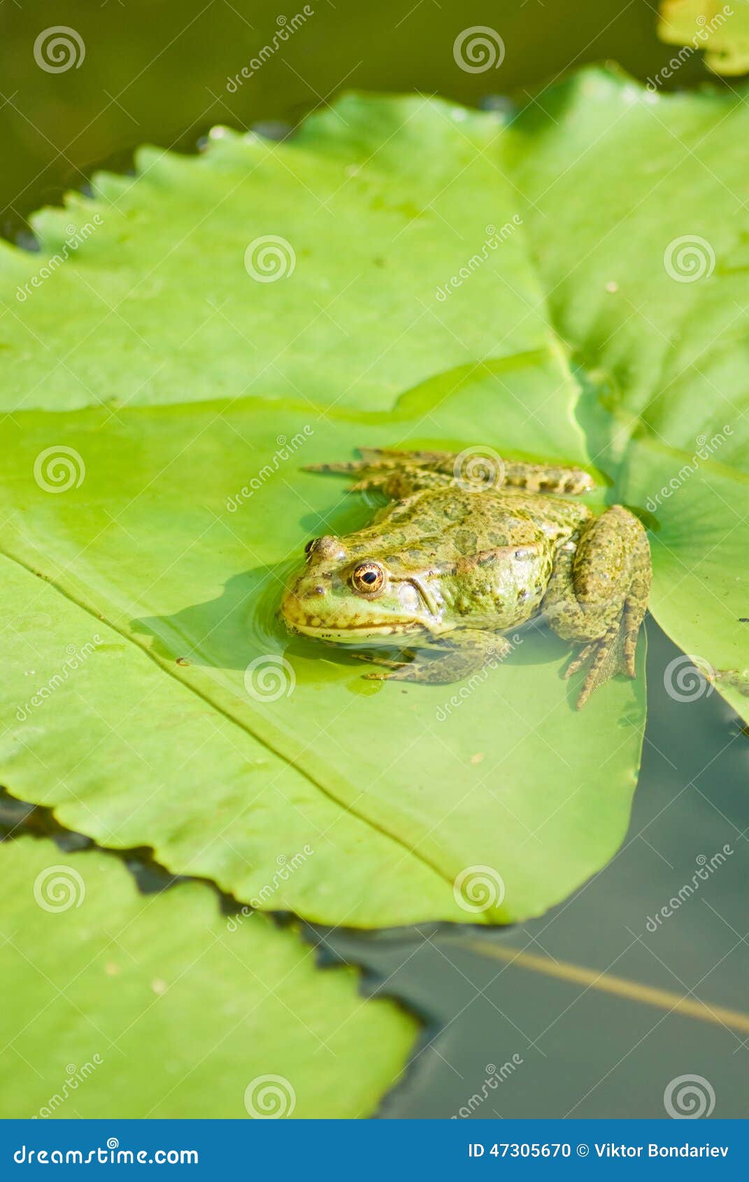Frog in the river stock photo. Image of purity, reflection - 47305670