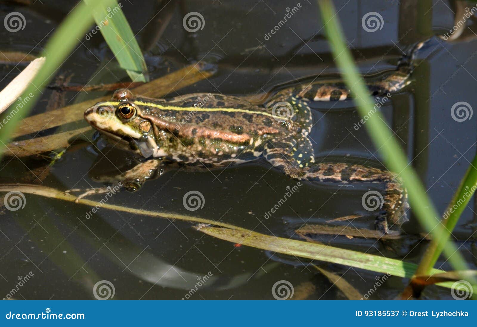 Frog in the river stock image. Image of amphibians, natural - 93185537