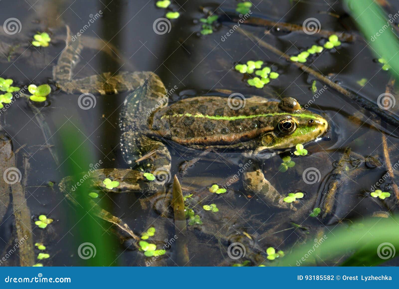 Frog in the river_3 stock photo. Image of animals, swamp - 93185582