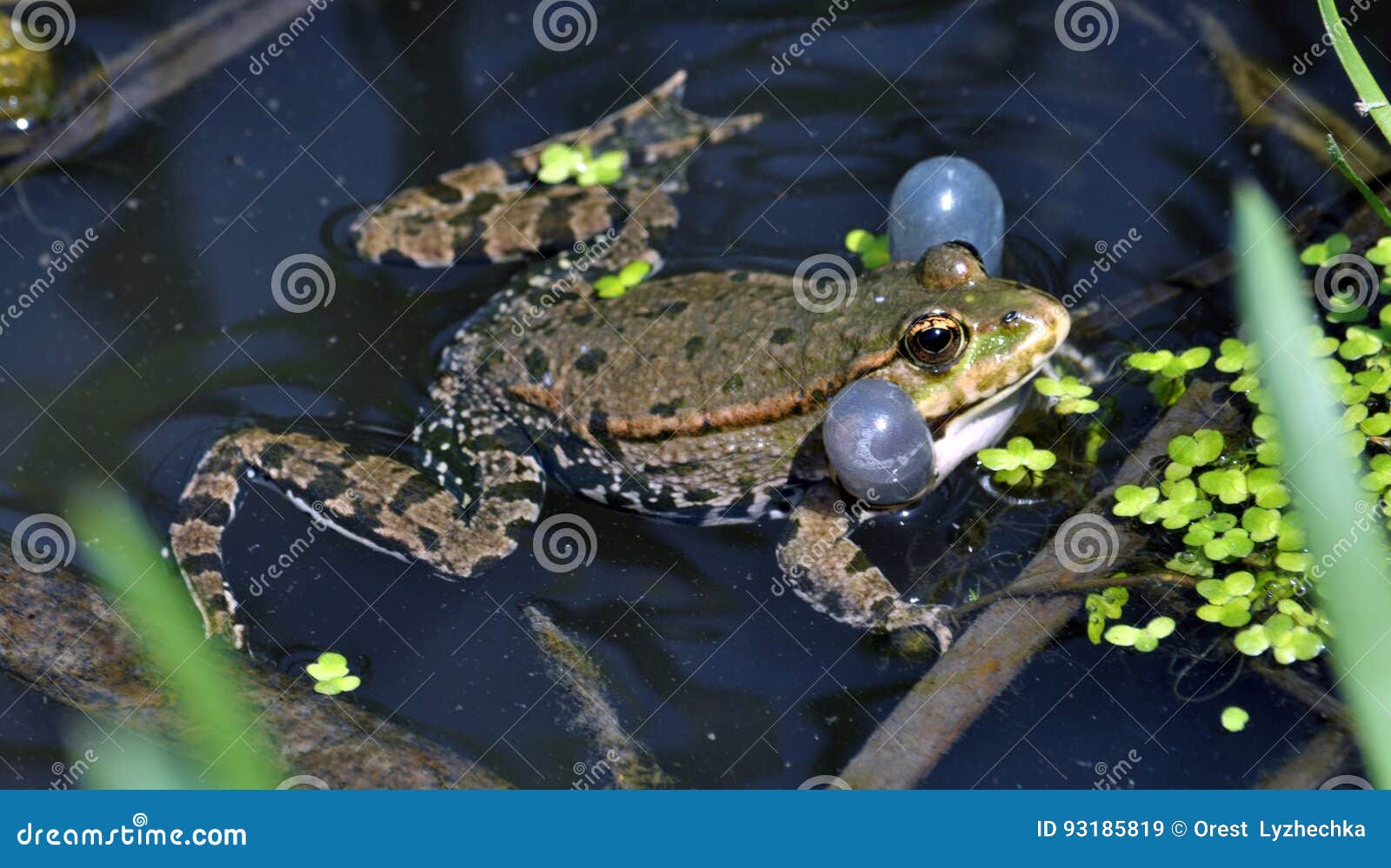 Frog in the river_8 stock image. Image of spring, beach - 93185819